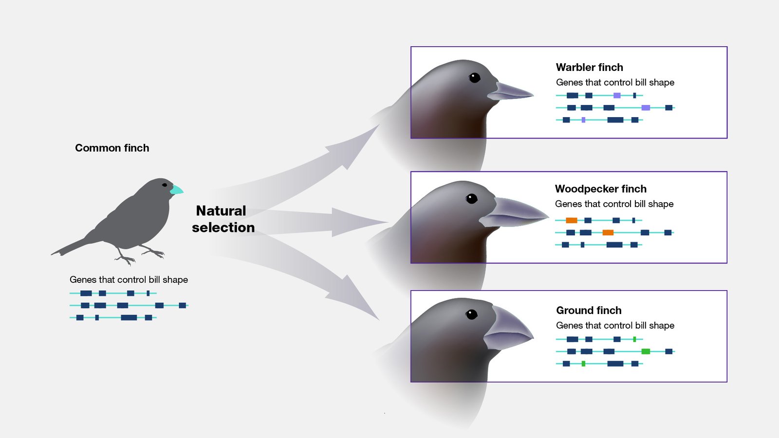La evolución: concepto y procesos de cambio en las especies