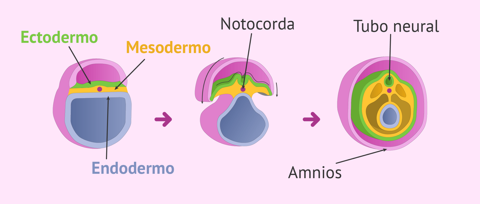 Formación de órganos en un embrión: desarrollo embrionario y organogénesis